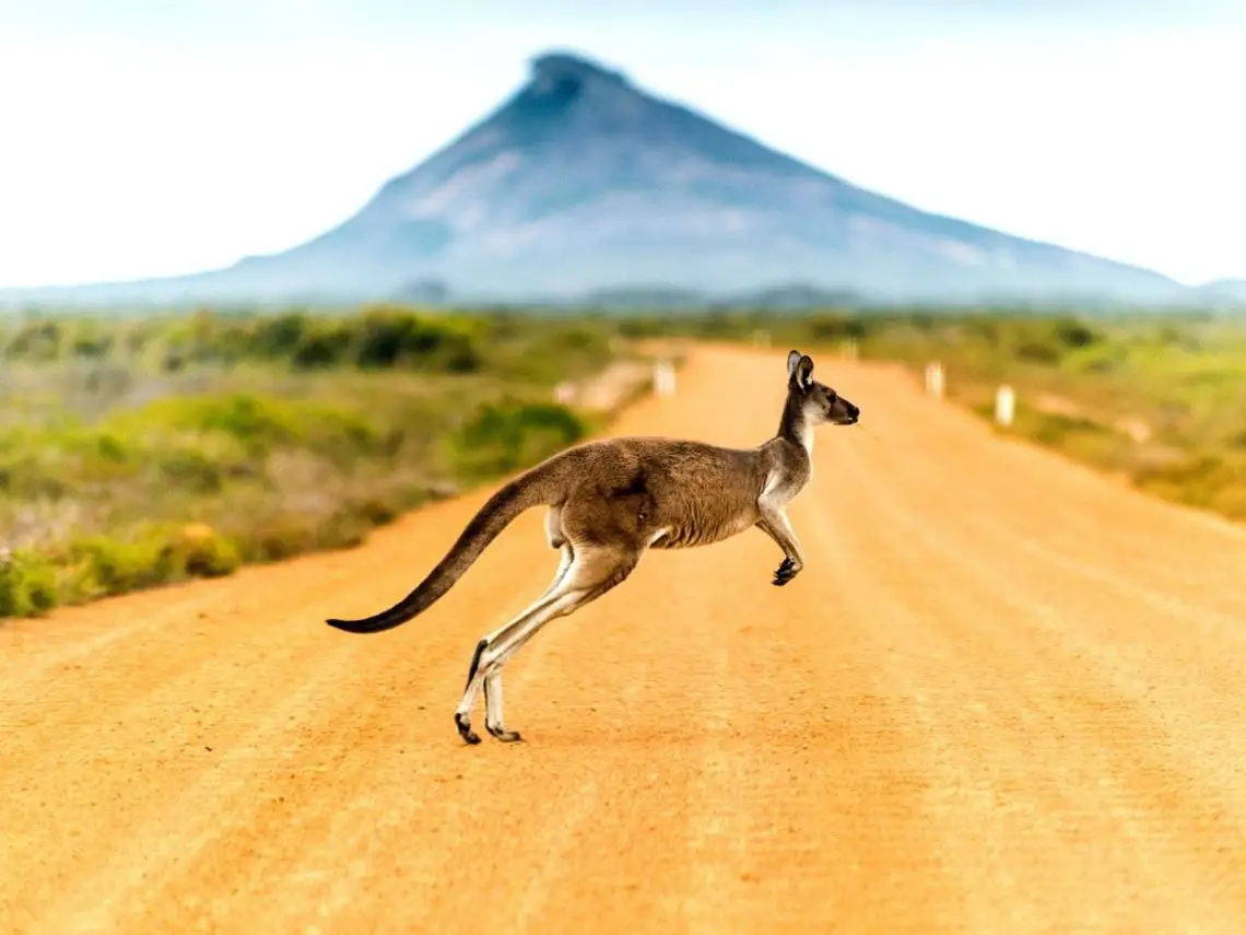 5 fun and unusual things to see in Australia
